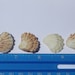 50 Cats Paw Seashells, Kitten Paw Shells, Cats Paw Shells, Sanibel Sea ...