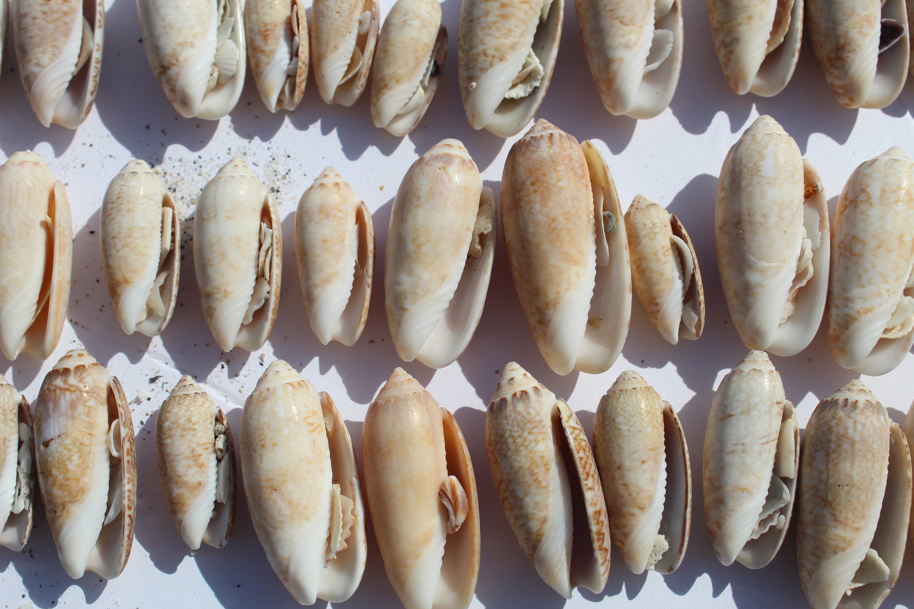 20 Olive Shells, Sanibel Shells, Gulf Coast Shells, Bowmans Beach ...