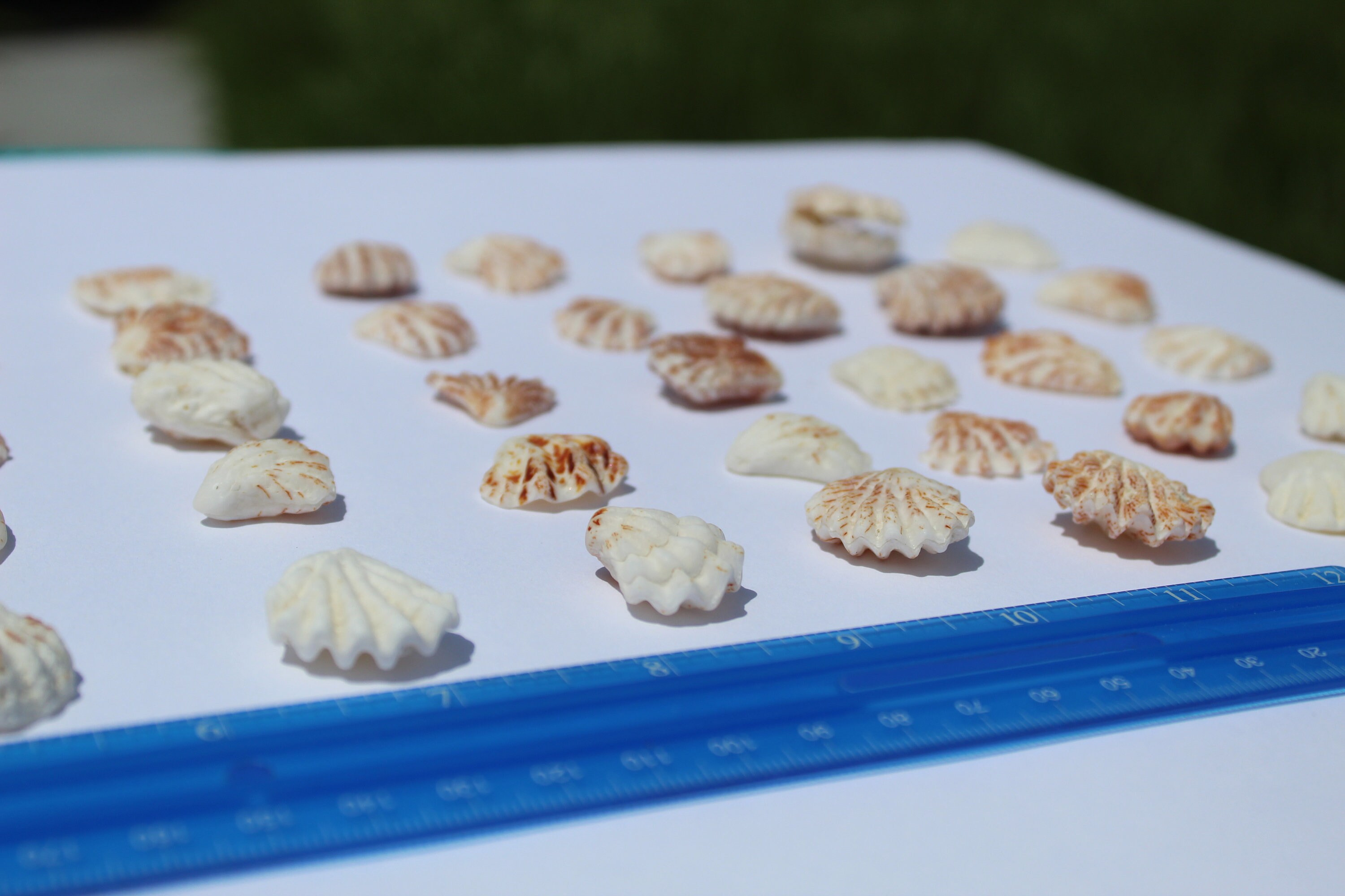 50 Cats Paw Seashells, Kitten Paw Shells, Cats Paw Shells, Sanibel Sea ...