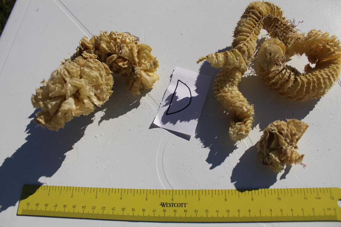 Whelk Egg Case, Spiral Egg Case, Sea Shell Case, Keewaydin, Egg Casing ...