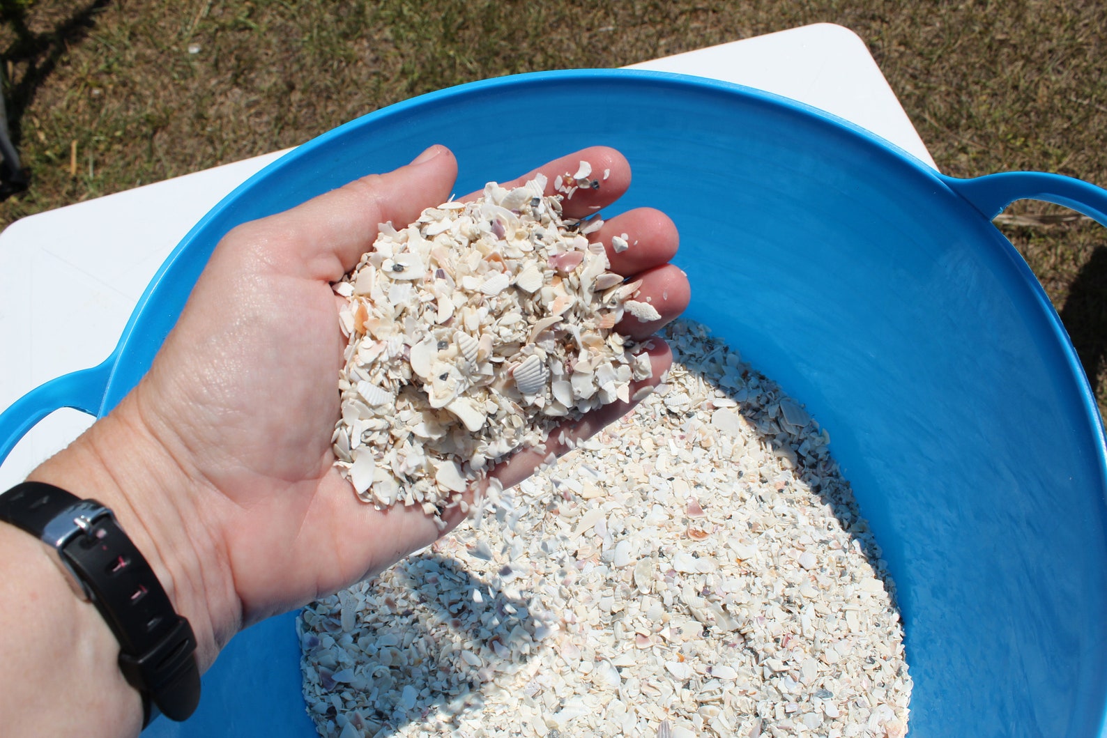 Natural Crushed Shells, 1 Lb Broken Shells, Shell Pieces, Vase Filler ...