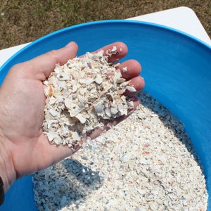Natural Crushed Shells, 1 Lb Broken Shells, Shell Pieces, Vase Filler ...