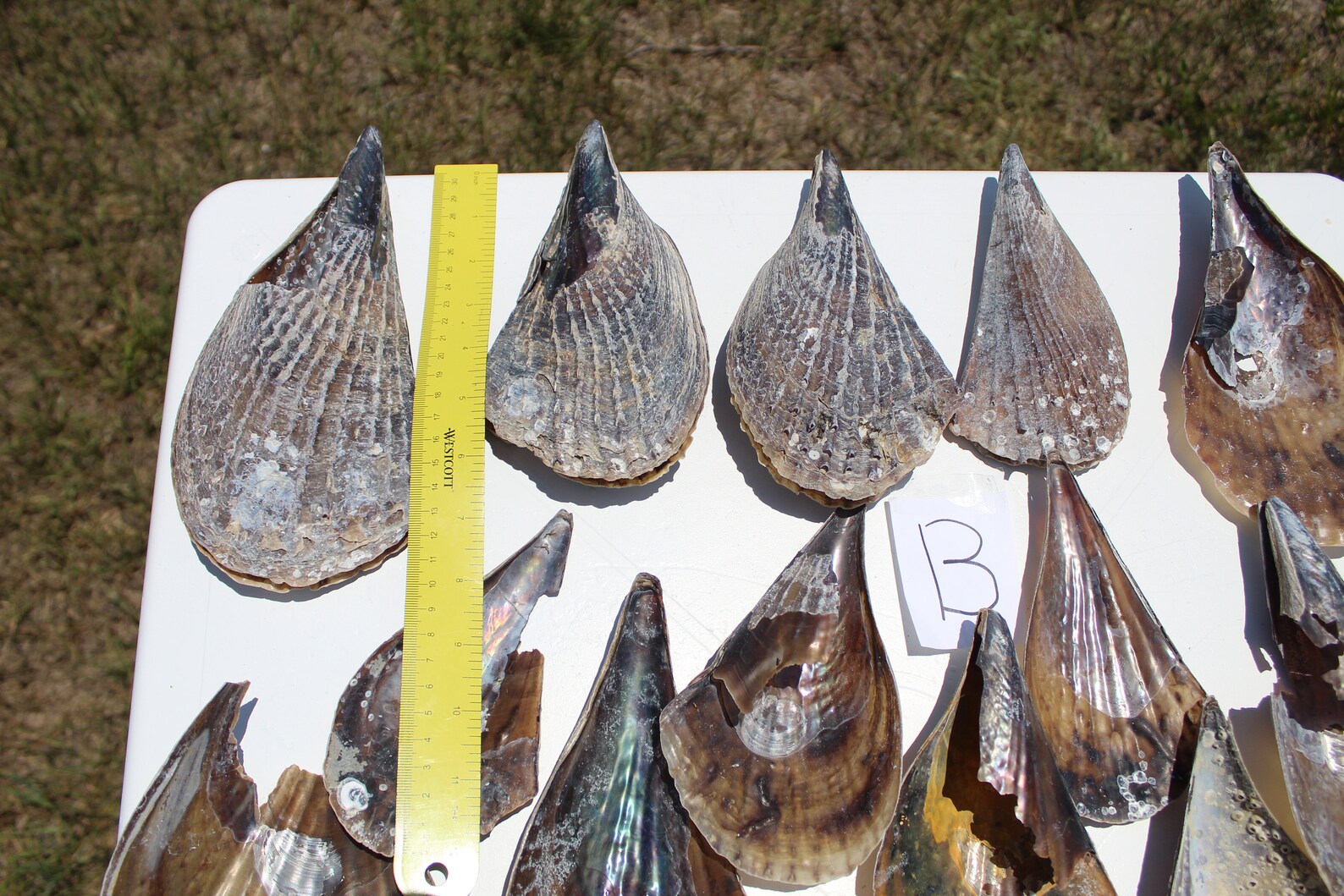 Pen Shells, Sanibel Island, Whole Pen Shells, Aura Borealis Shells ...