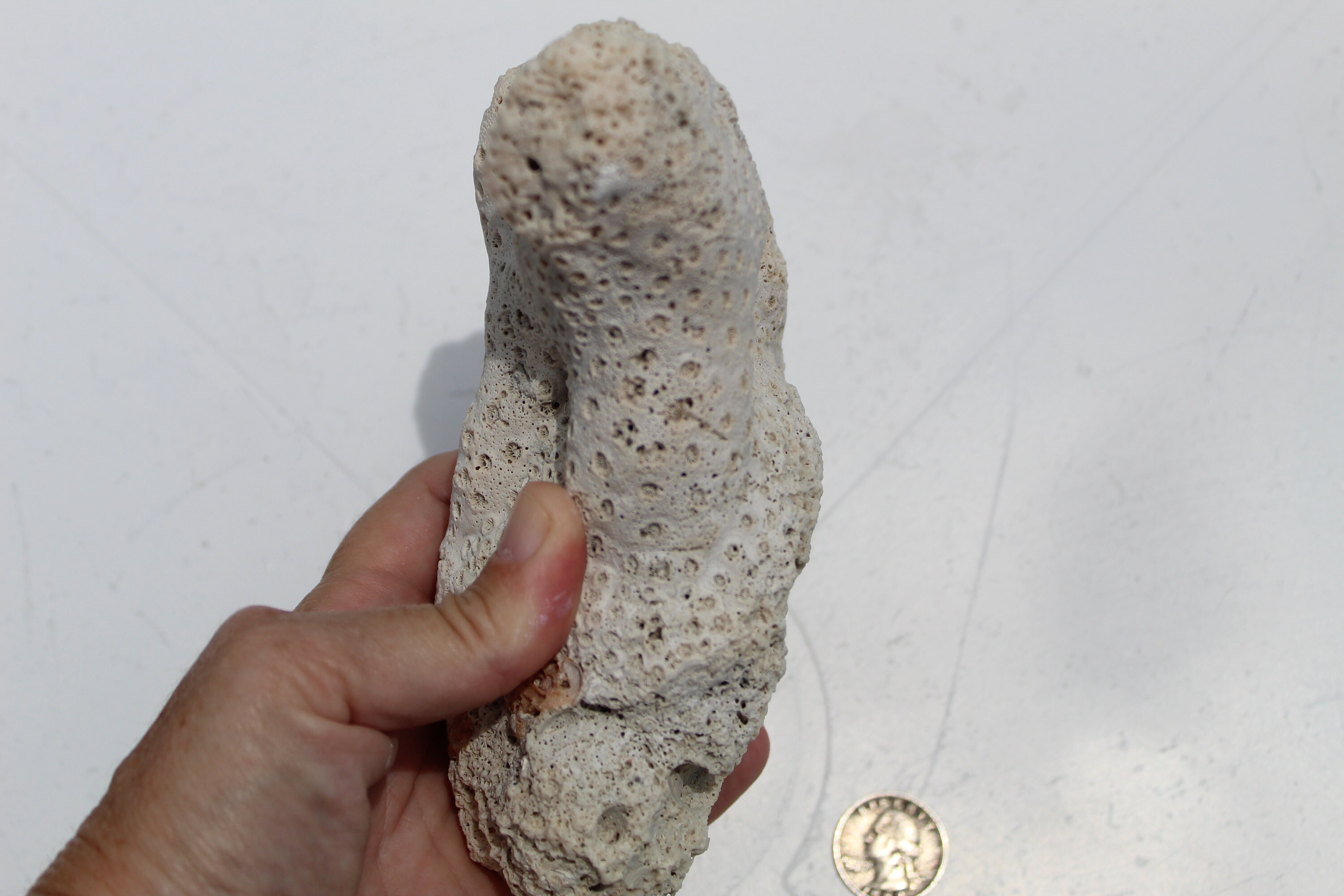 Large Coral Piece, Sanibel Island Coral, Turner Beach Coral, Sanibel ...