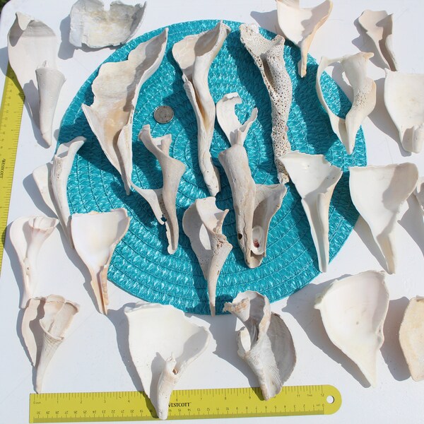 Broken Shells - Etsy