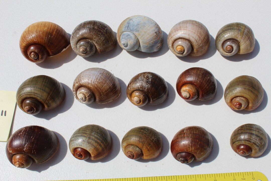 Medium - Large Apple Shells, Florida Sea Shells, 1 3/8-2" Inches Wide ...