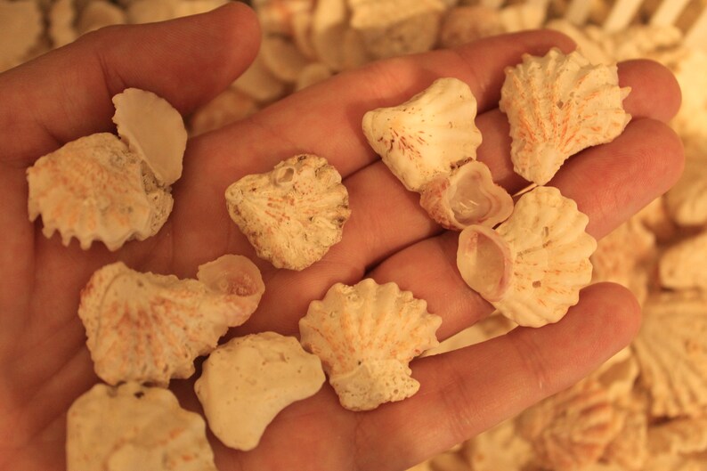 50 Cats Paw Seashells, Weather Worn Kitten Paw Shells, Cats Paw Shells ...