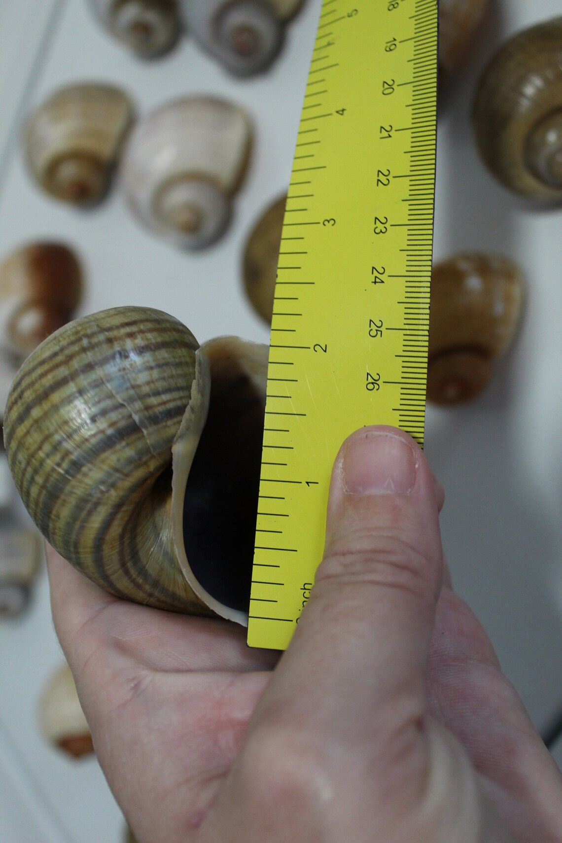 Medium Apple Snail Shells 20 Apple Snail Shells - Etsy