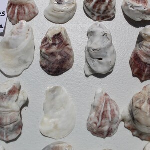 Pink Oyster Shells 20, Keewaydin Island, Long Oyster Shells, Gulf Coast ...