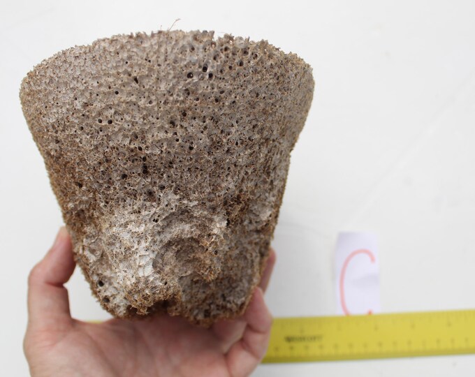 VASE SPONGE, Real Sponge, Beach Decor, Christmas Gift, Ocean Decor ...