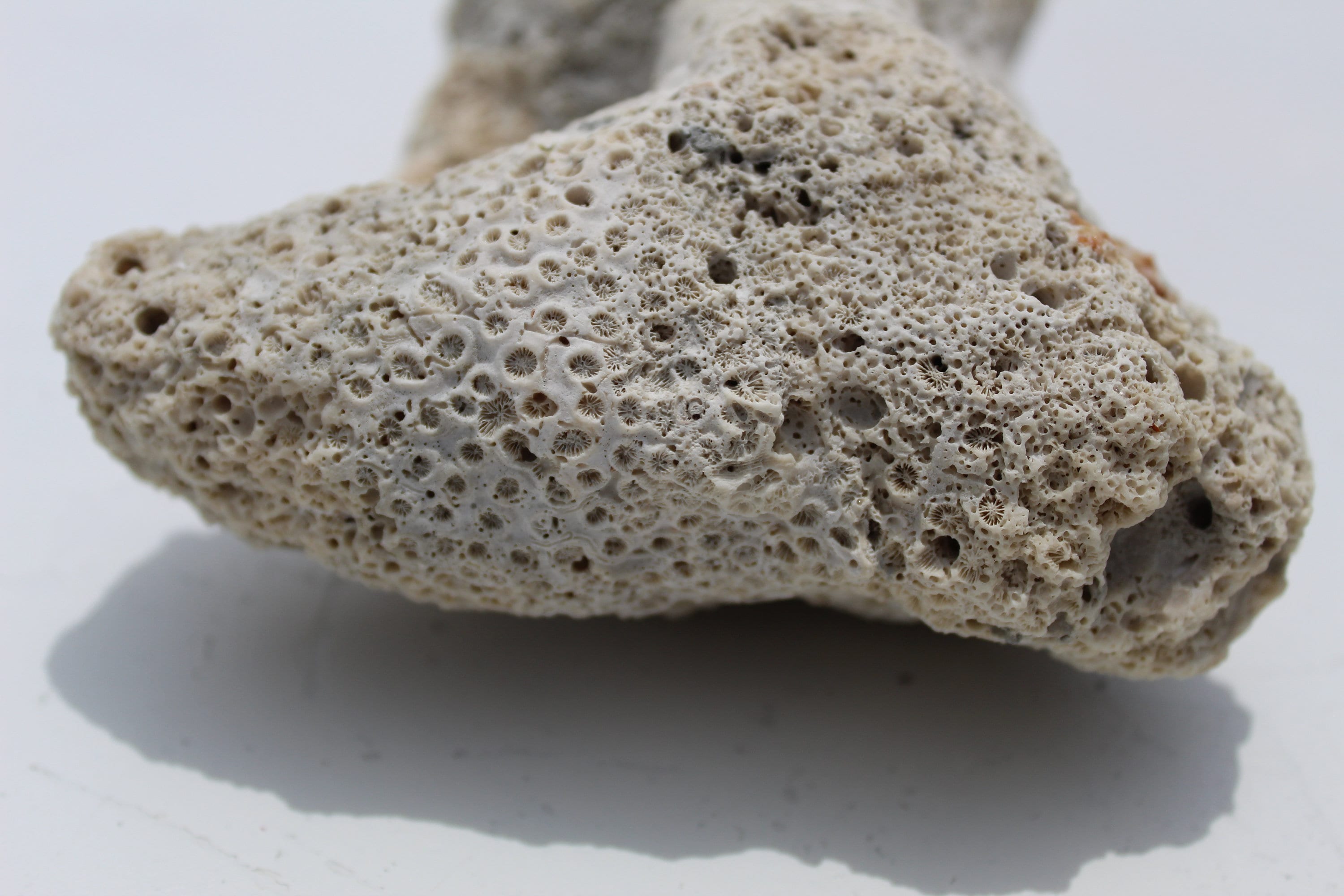 Large Coral Piece, Sanibel Island Coral, Turner Beach Coral, Sanibel ...