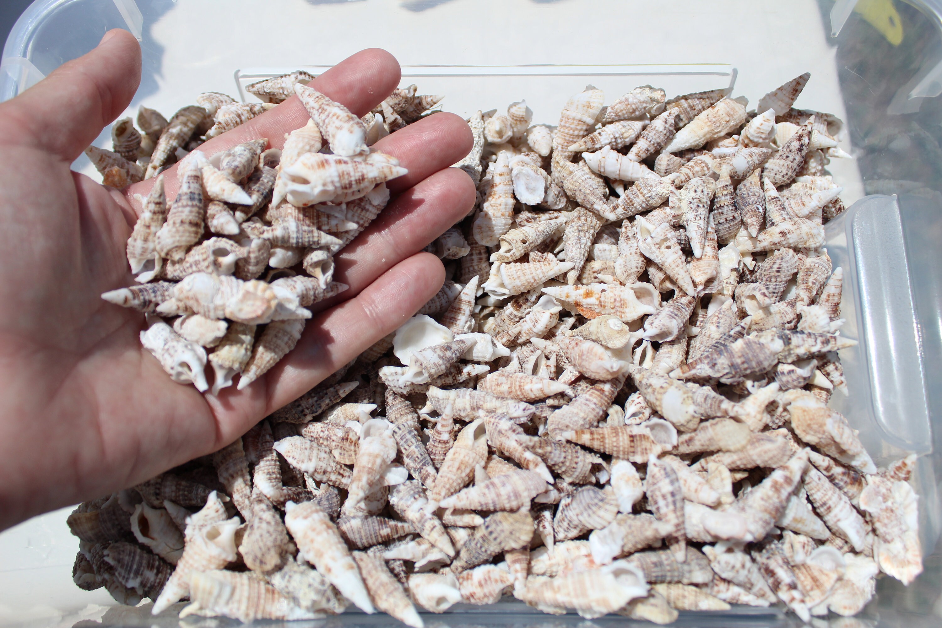 20 Cerith Sea Shells, Pointed Shells, Sanibel Shells, White and Brown ...