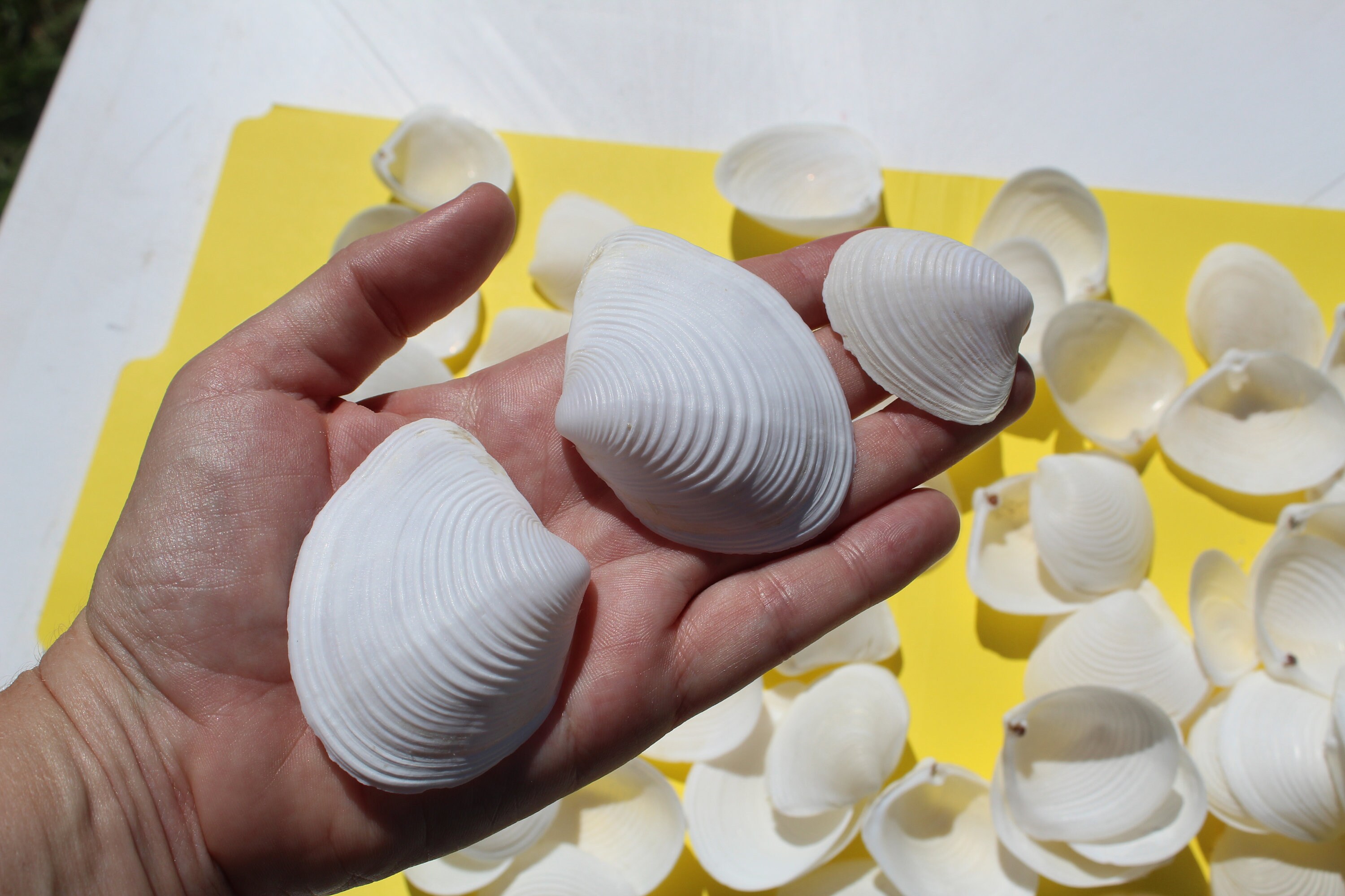 25 Sailors Ear Shells, White Shells,duck Clams, Florida Gulf Coast ...