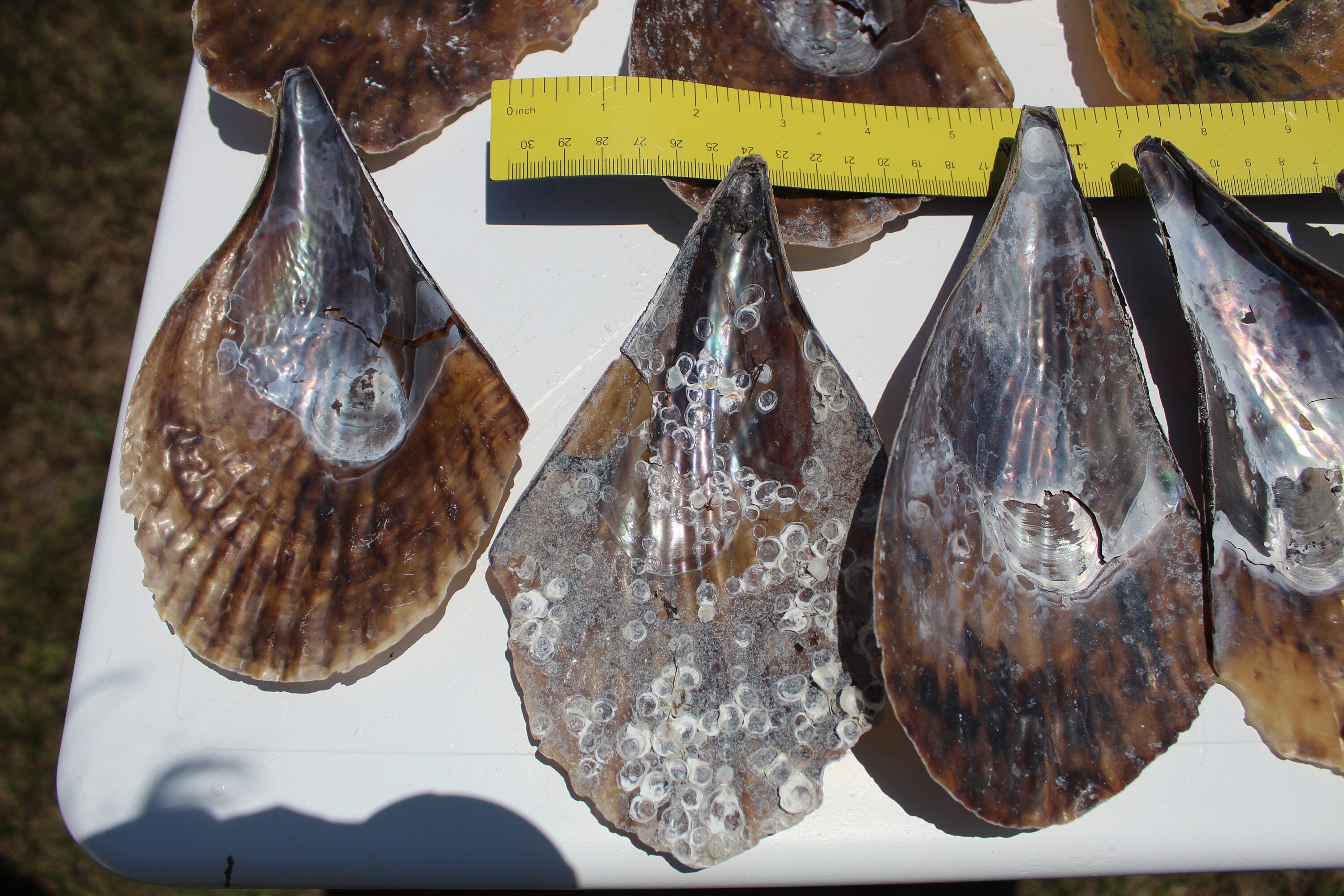 Pen Shells, Sanibel Island, Whole Pen Shells, Aura Borealis Shells ...