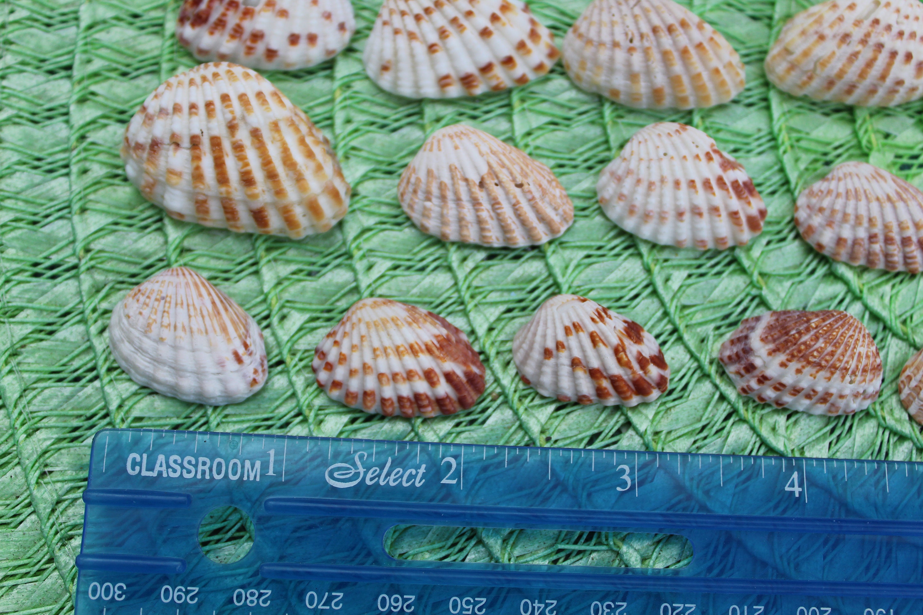 25 Cardita Shells, Sanibel Shells, Broad Ribbed Carditas, Gulf Coast ...