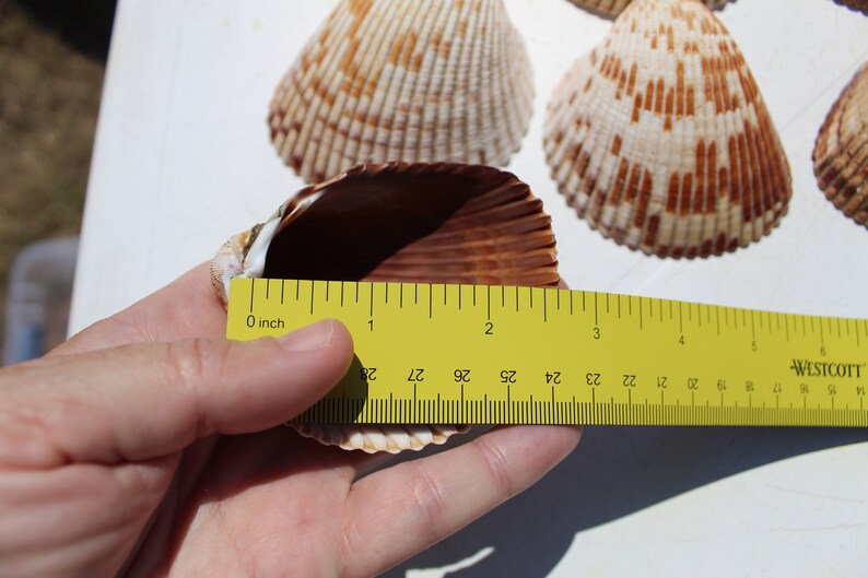 Large Cockle Shells, 20 Medium Cockle Shells, 2.5-3.0 Inches, Sanibel ...