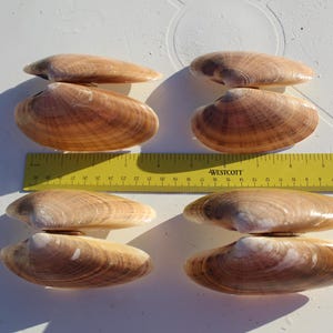 Florida Sunray Venus Clam Shell Pairs, Gulf Coast Seashells, 3.5 Inch ...