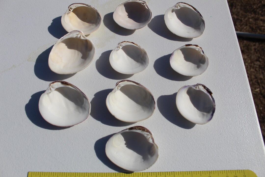 Quahog Clam Shells, Hard Clam Shells, Florida Gulf Coast Shells, Beach ...