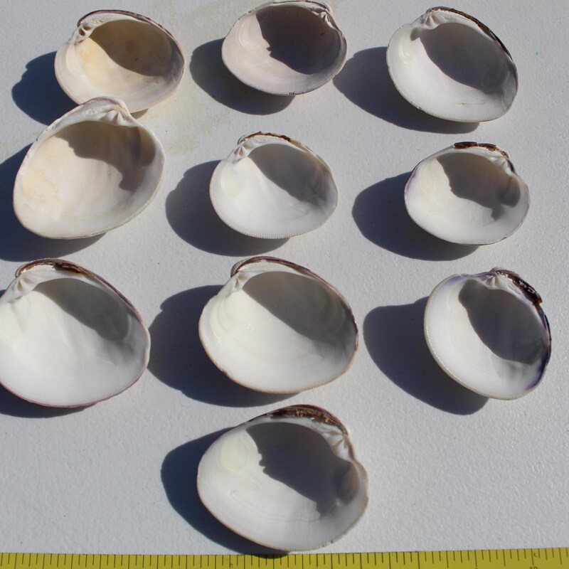 Quahog Shell - Etsy