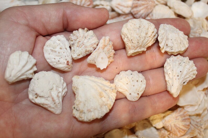 50 Cats Paw Seashells Weather Worn Kitten Paw Shells Cats - Etsy