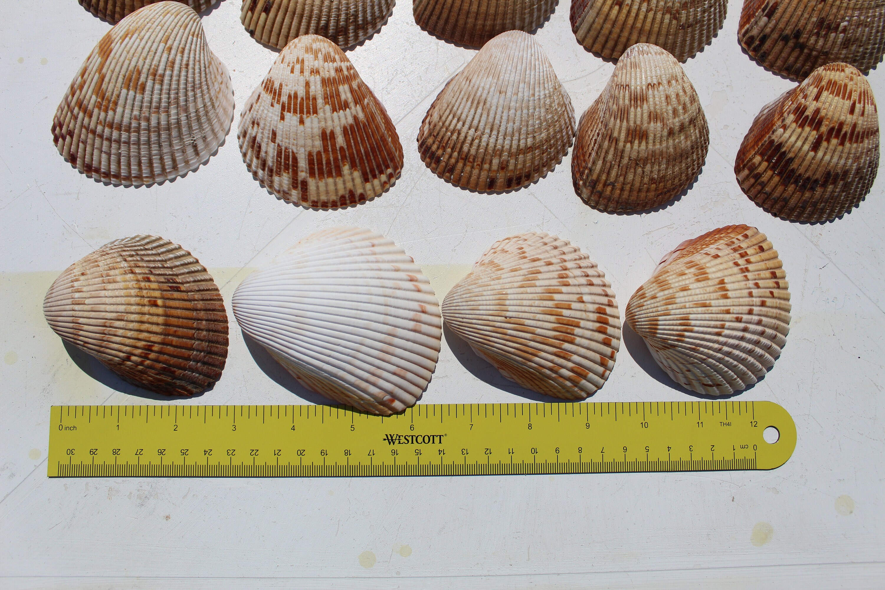 Large Cockle Shells, 20 Medium Cockle Shells, 2.5-3.0 Inches, Sanibel ...
