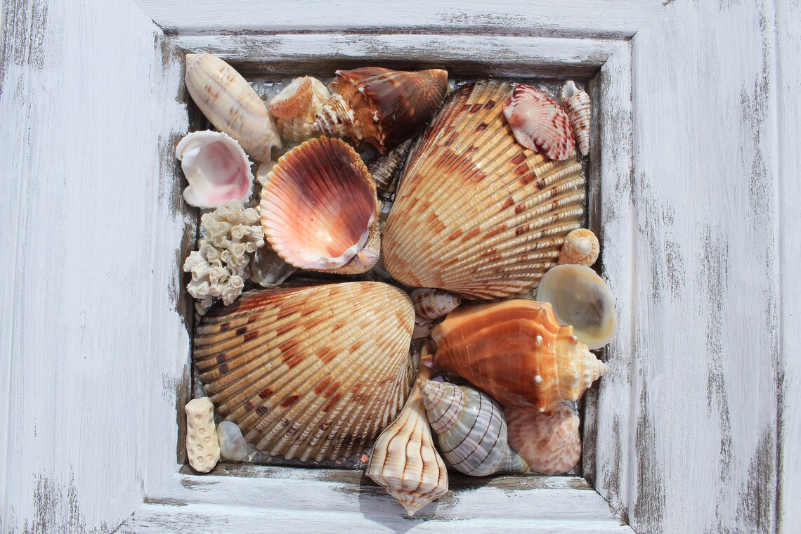 Resin Shell Wall Hanging for Beach Decor, Shell Art for Coastal Home ...