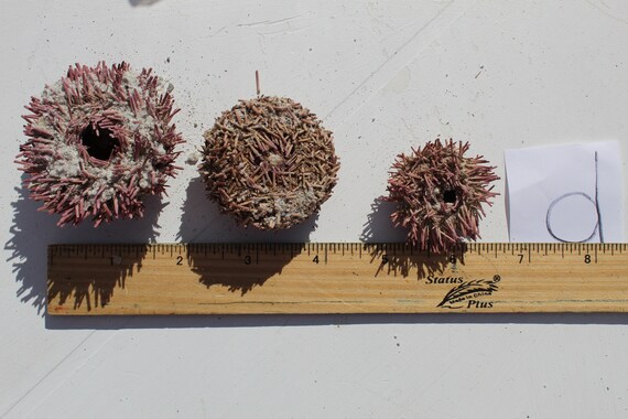 Paper, Party & Kids Embellishments Craft Supplies & Tools Beach Urchins ...