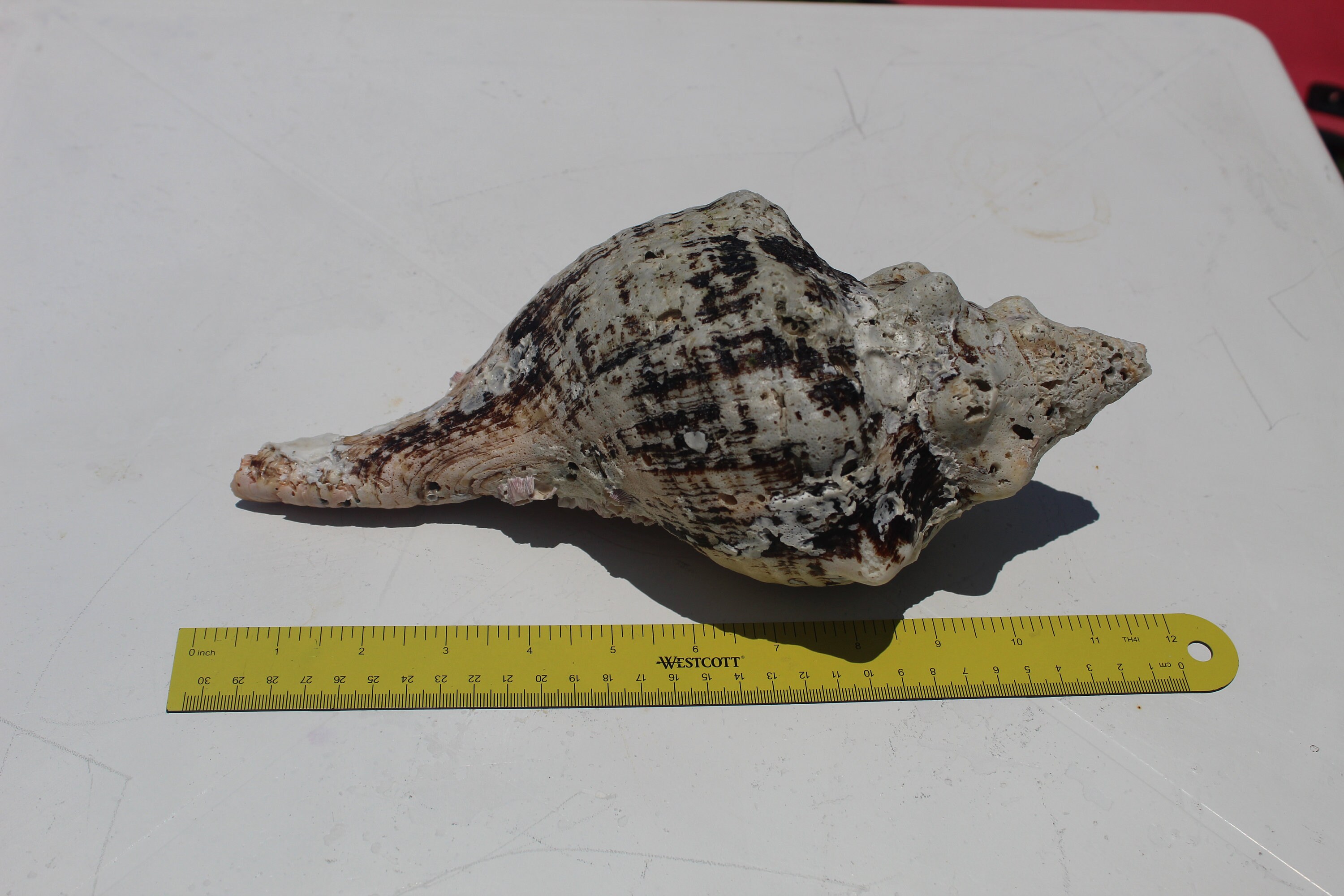 Large Horse Conch Vintage Horse Conk Aquarium Shell - Etsy