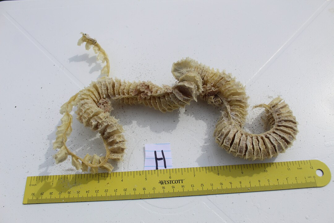 Whelk Egg Case, Spiral Egg Case, Sea Shell Case, Sanibel, Egg Casing - Etsy