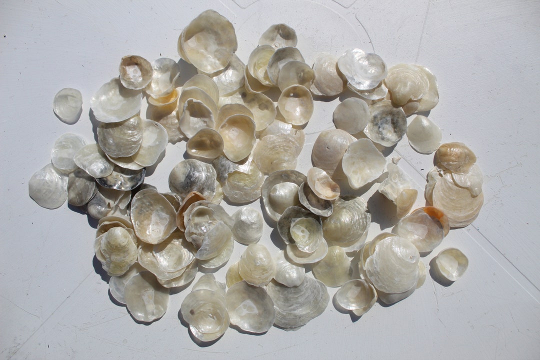 100 Jingle Seashells, Marco Island Shells, Wedding Shells, Beach Decor ...