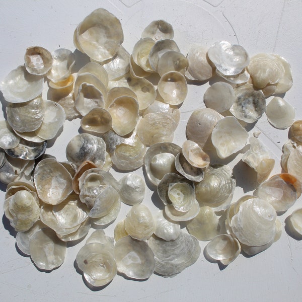 Jingle Shells - Etsy