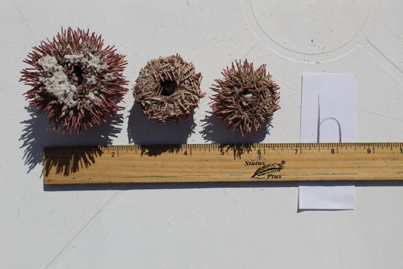 Paper, Party & Kids Embellishments Craft Supplies & Tools Beach Urchins ...