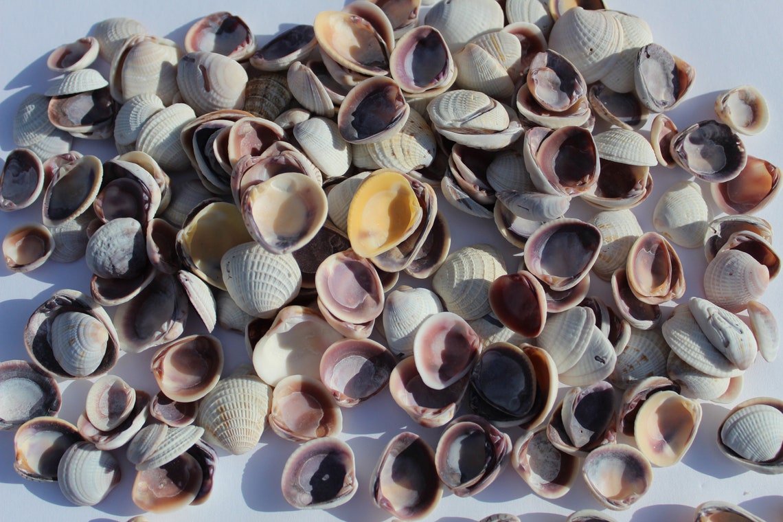 25 Venus Clam Shells, Seashells, Beach Decor, Shells, Purple Shells ...