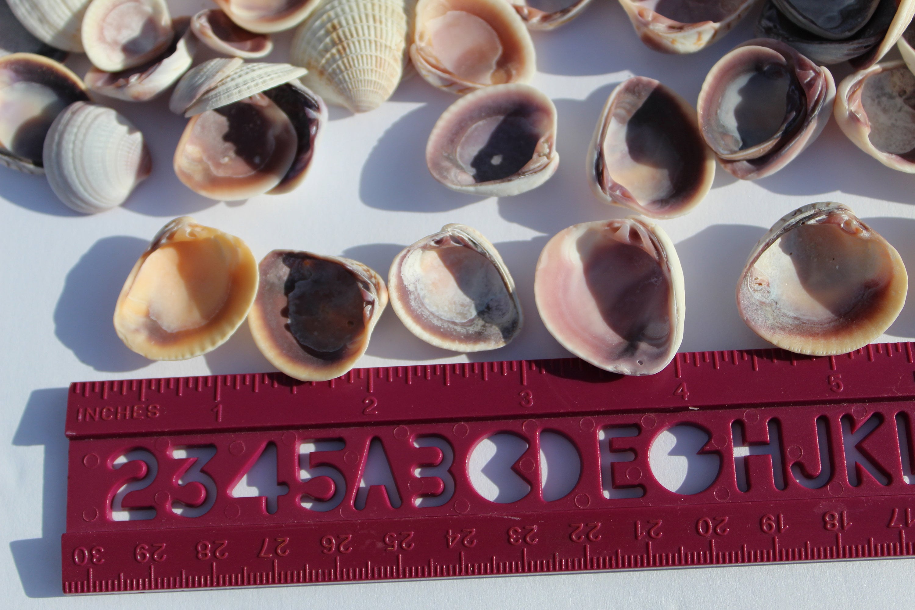 25 Venus Clam Shells Seashells Beach Decor Shells Purple - Etsy