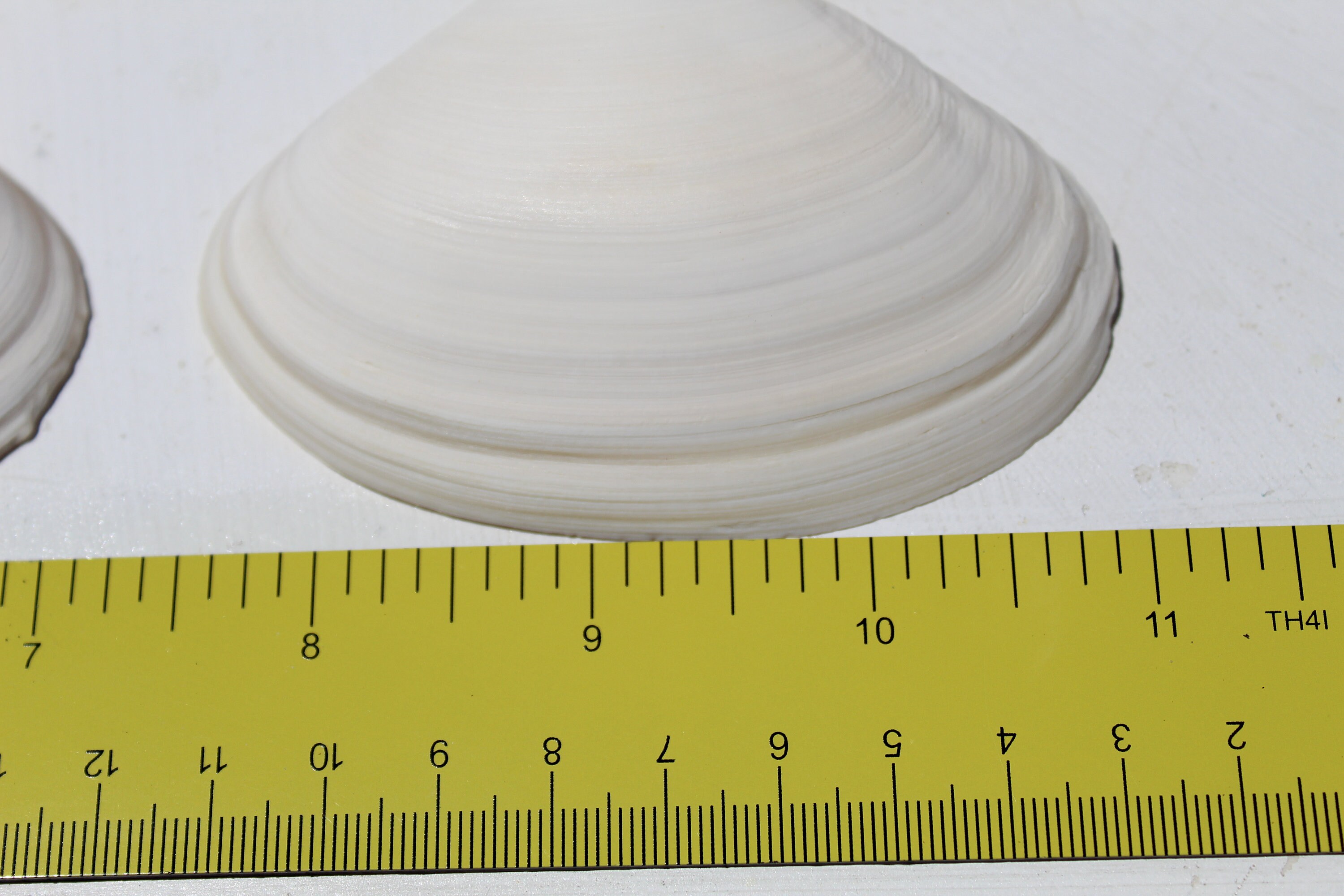 25 Surf Clam Shells, Sanibel Clams, Gulf Coast Shells, Florida Clams ...