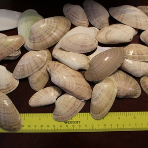 Sunray Venus Seashells, Gulf Coast Shells, Sunray Venus Clam Shells, 7 ...
