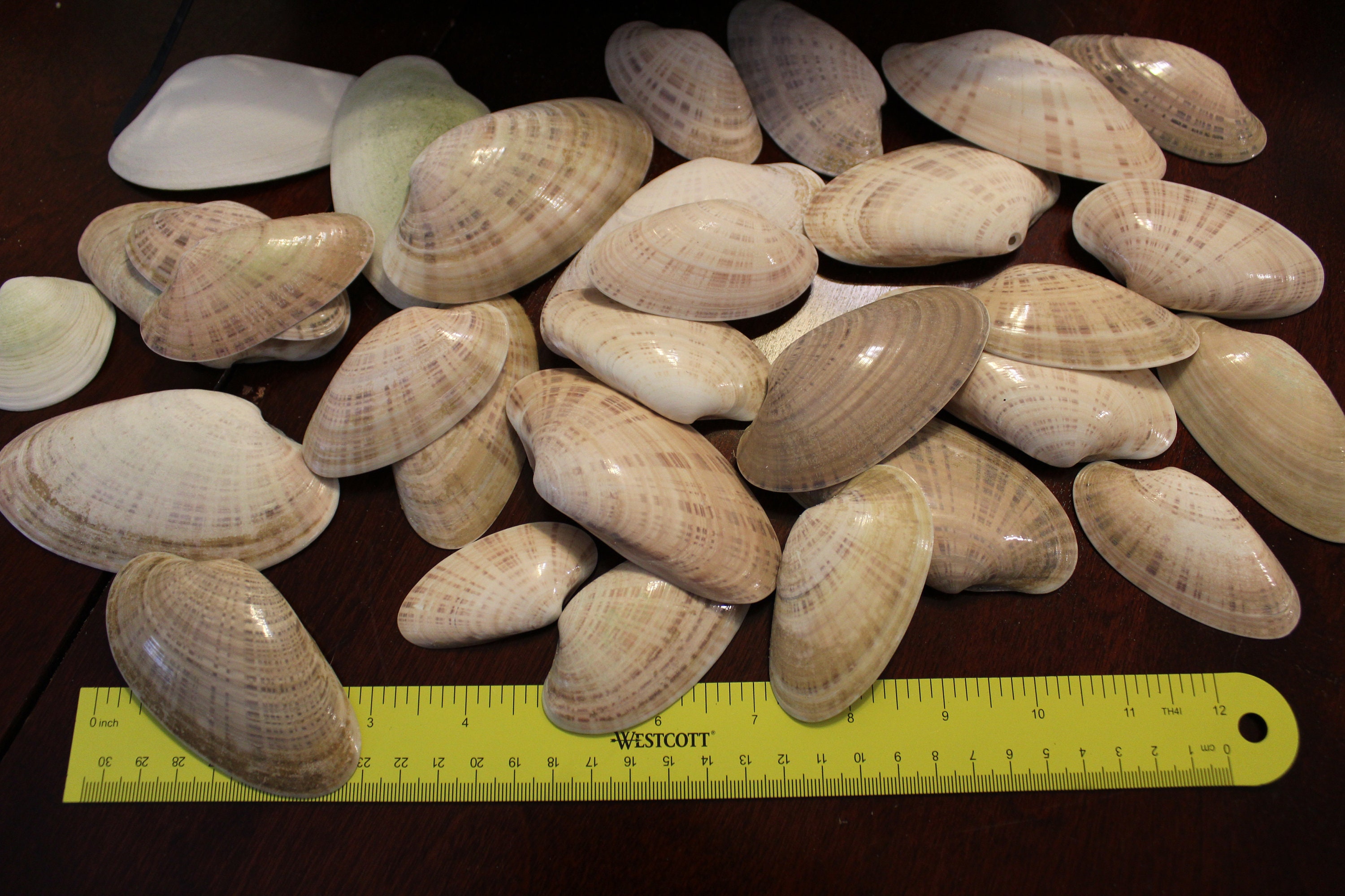 Sunray Venus Seashells, Gulf Coast Shells, Sunray Venus Clam Shells, 7 ...