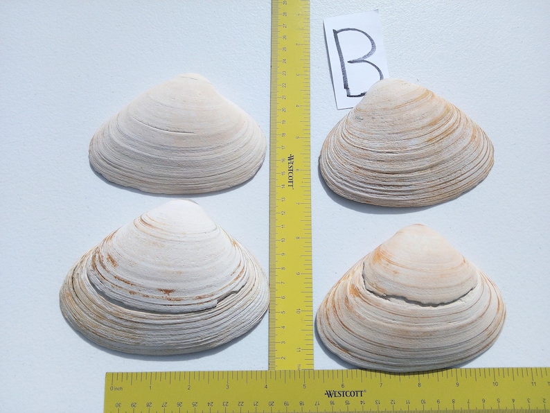 Jumbo Clam Shells 5”, Set of 4 Atlantic Clams, Clean Bulk Decoupage ...