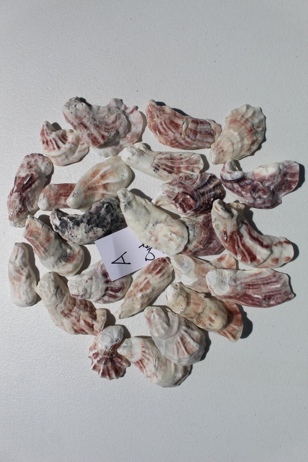 Pink Oyster Shells 25, Keewaydin Island, Long Oyster Shells, Gulf Coast ...