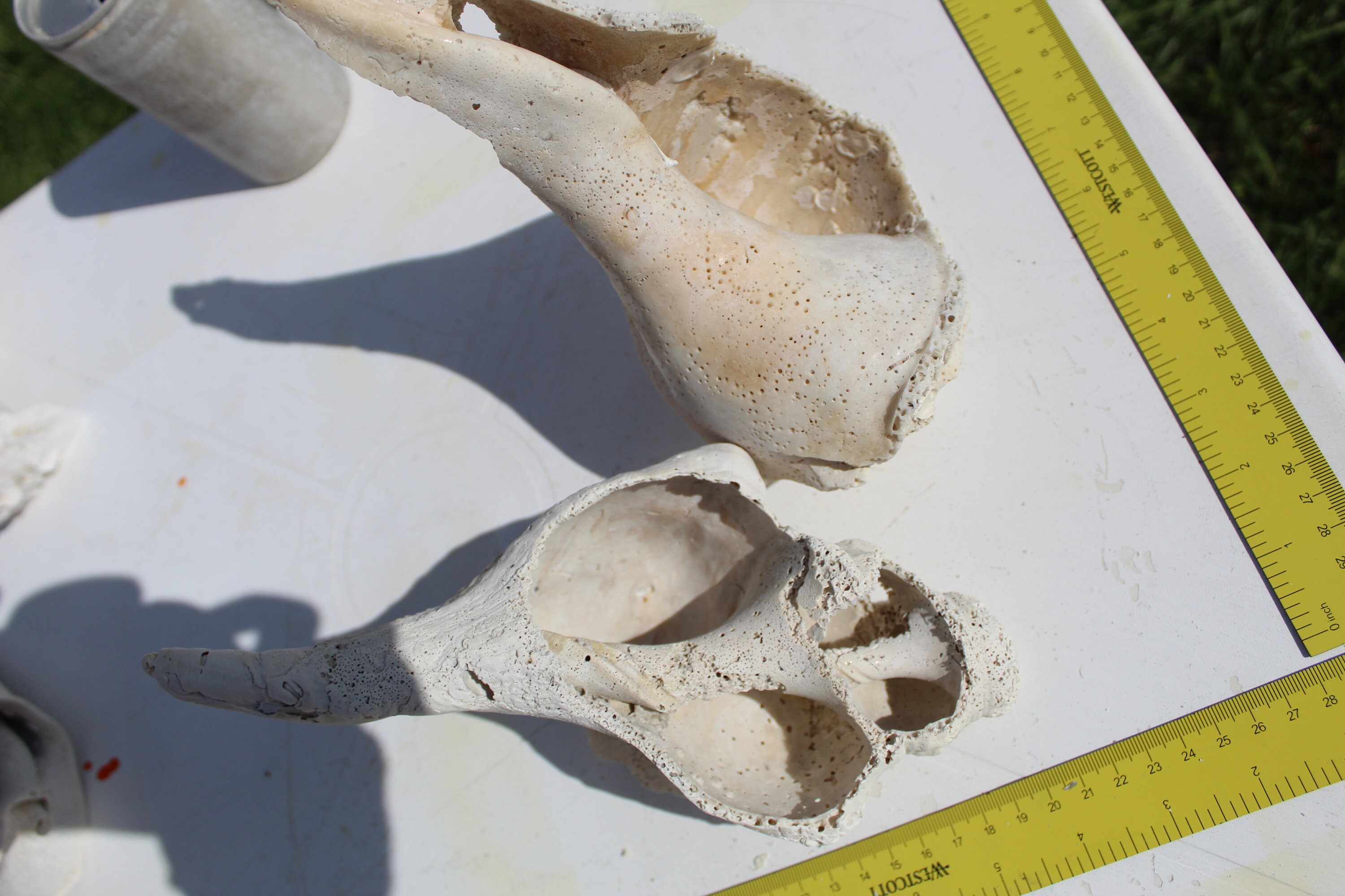 Large Whelk Shell, Large Horse Conch Shell, Vintage Whelk Shell ...