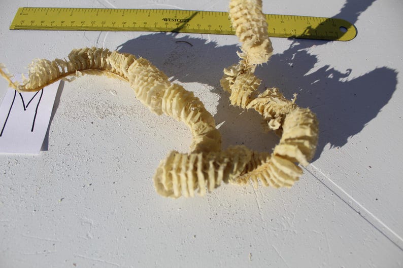 Whelk Egg Case, Spiral Egg Case, Sea Shell Case, Keewaydin, Egg Casing ...