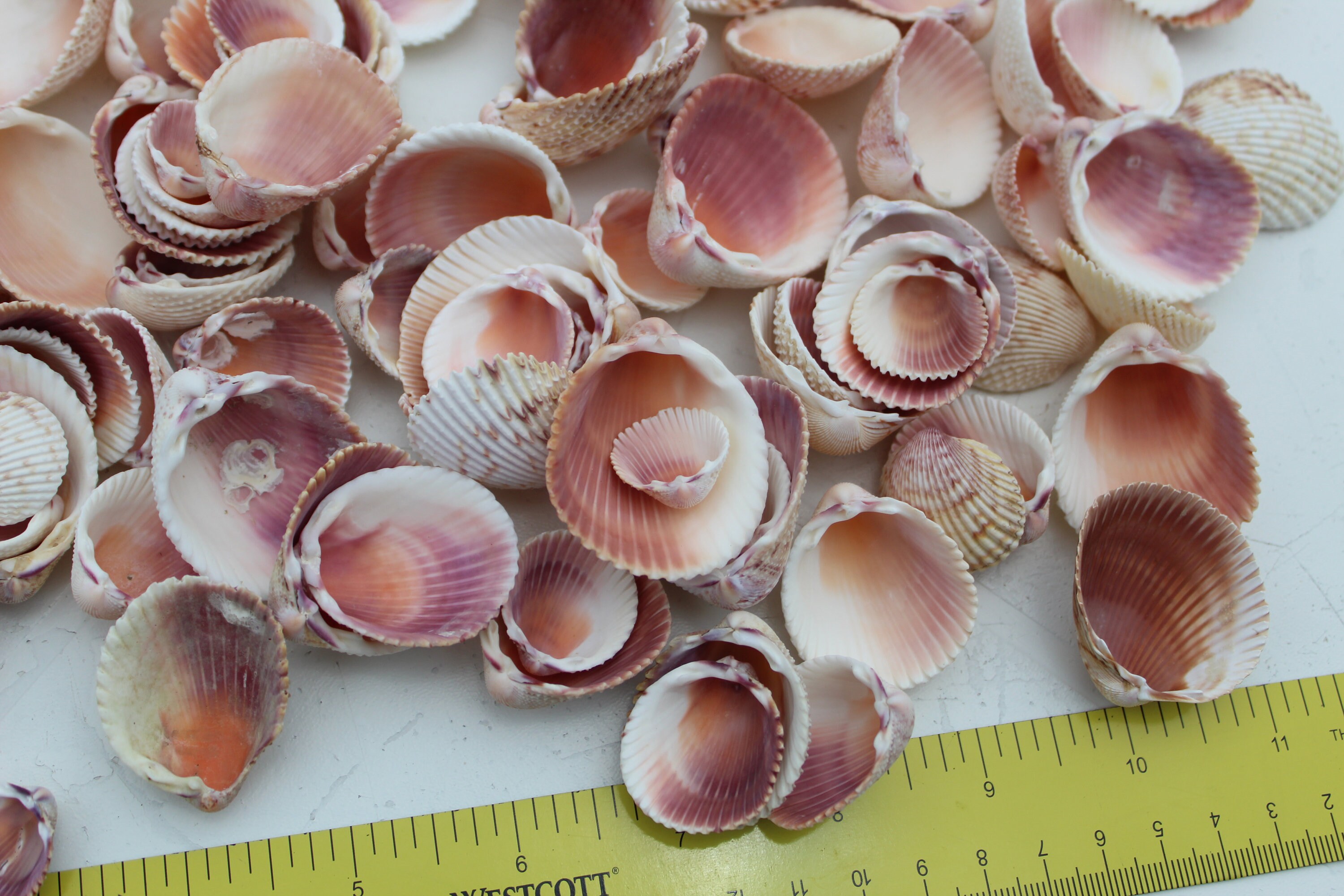 Natural Florida Shells, Prickly Cockle Shells, Sanibel Island Shells ...
