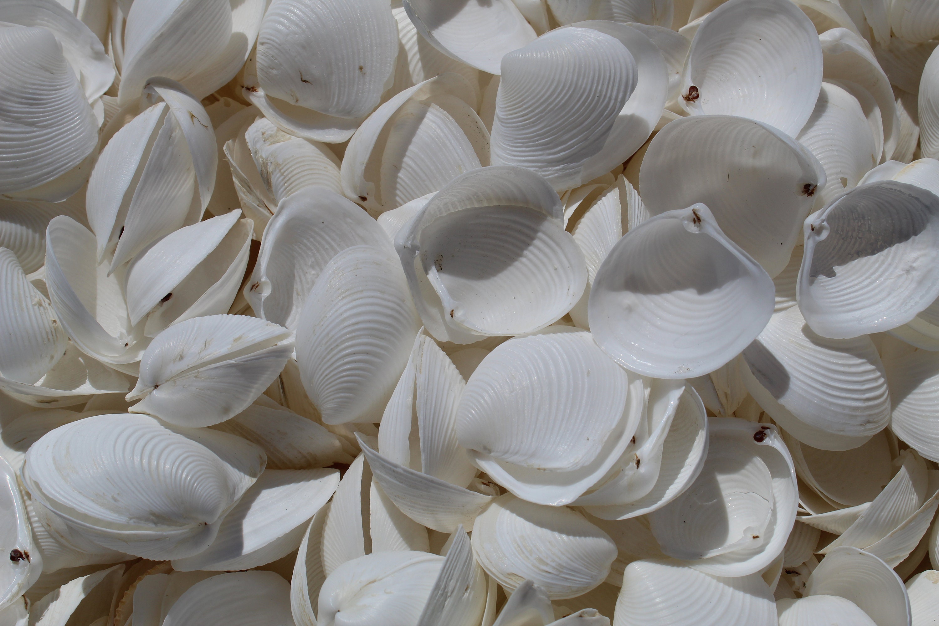 25 Sailors Ear Shells, White Shells,duck Clams, Florida Gulf Coast ...