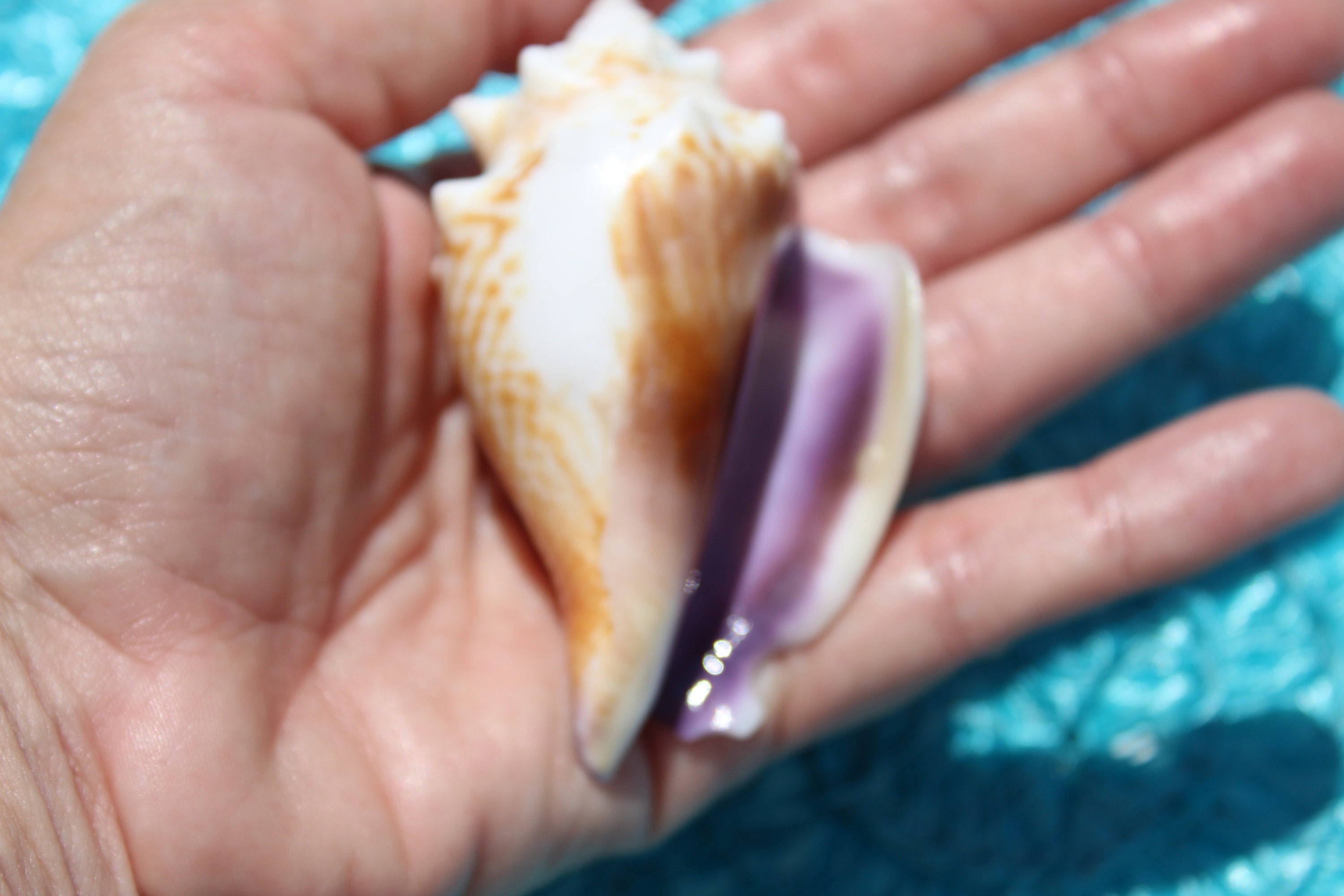 Purple Violet Lipped Conch Seashell, Florida Keewaydin Island Collected ...