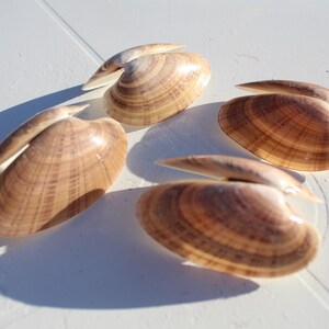 Florida Sunray Venus Clam Shell Pairs, Gulf Coast Seashells, 3.5 Inch ...