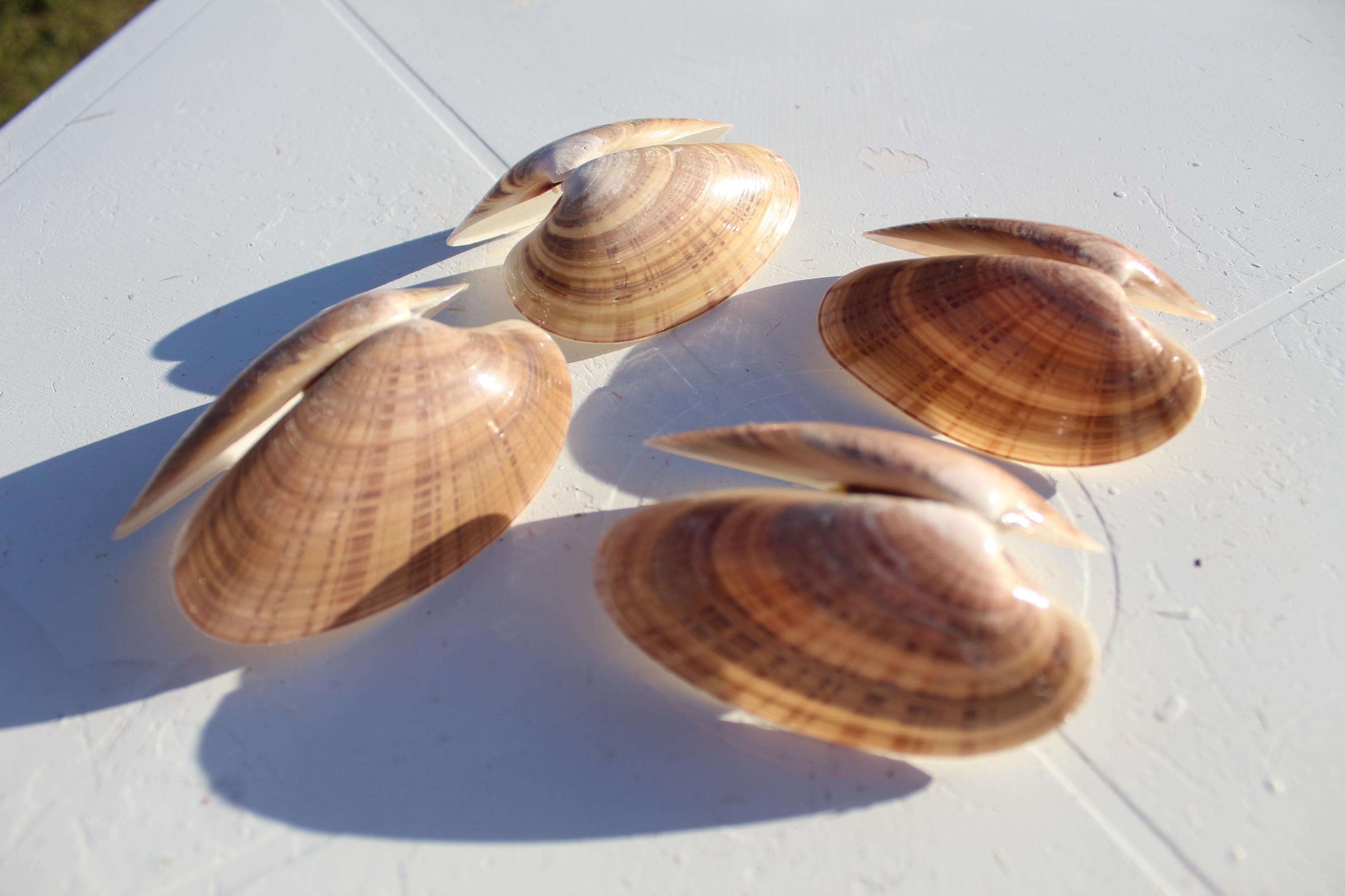Florida Sunray Venus Clam Shell Pairs, Gulf Coast Seashells, 3.5 Inch ...