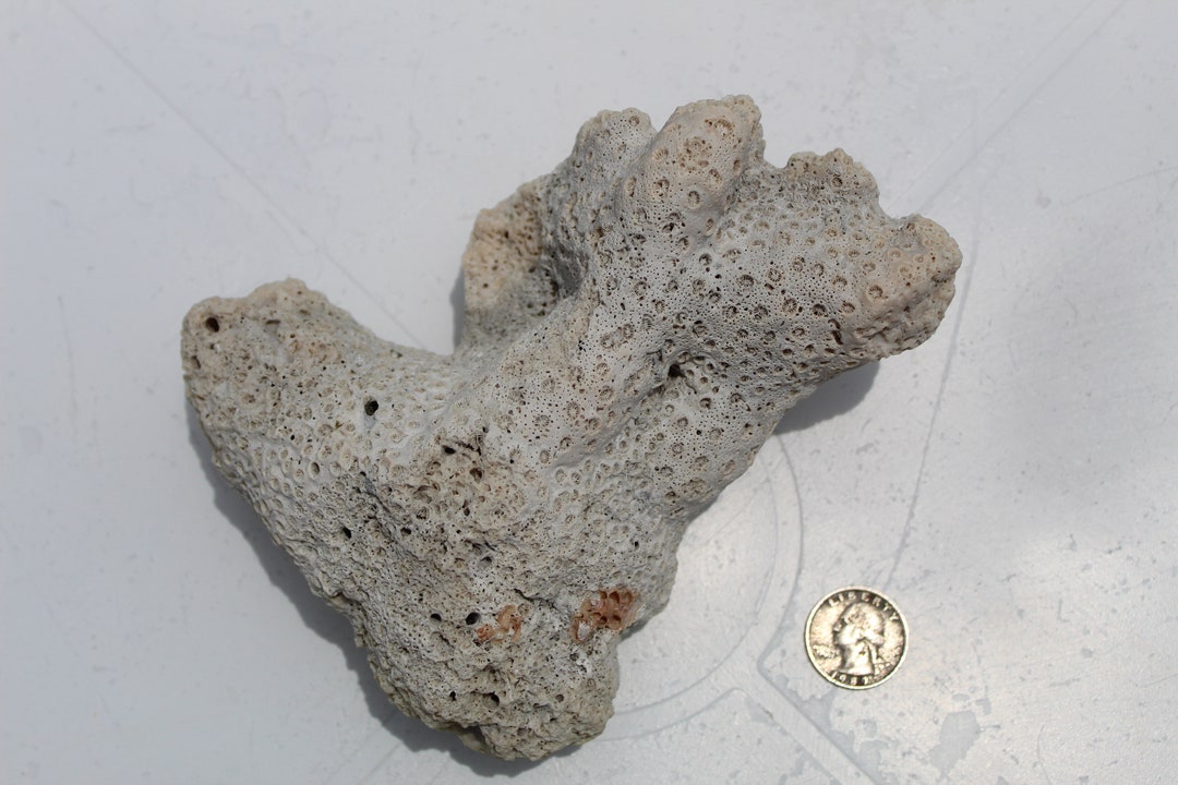 Large Coral Piece, Sanibel Island Coral, Turner Beach Coral, Sanibel ...