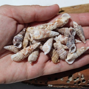 20 Cerith Sea Shells, Pointed Shells, Sanibel Shells, White and Brown ...