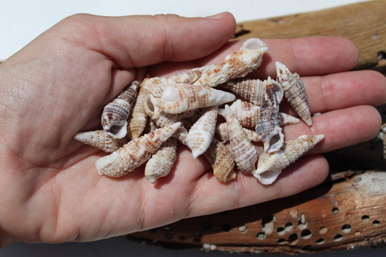 20 Cerith Sea Shells, Pointed Shells, Sanibel Shells, White and Brown ...