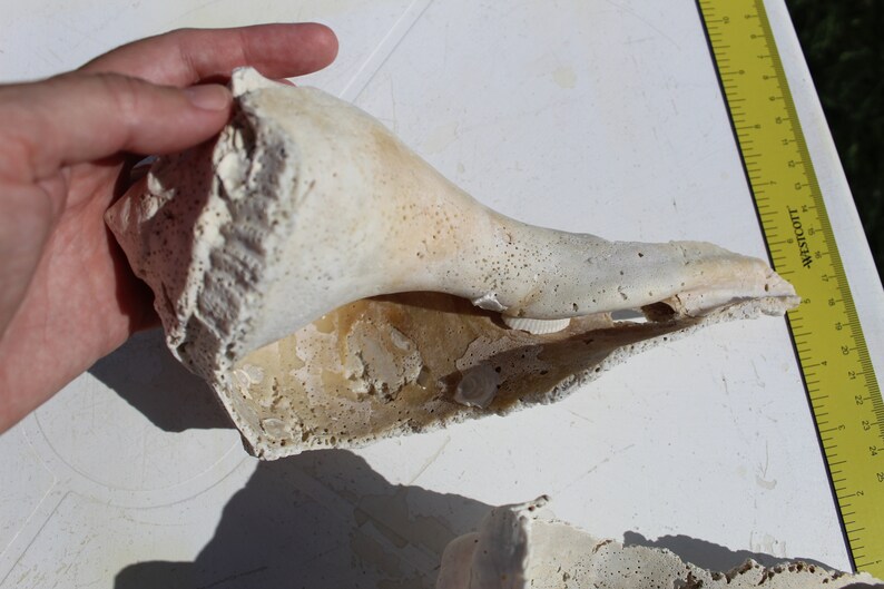 Large Whelk Shell, Large Horse Conch Shell, Vintage Whelk Shell ...